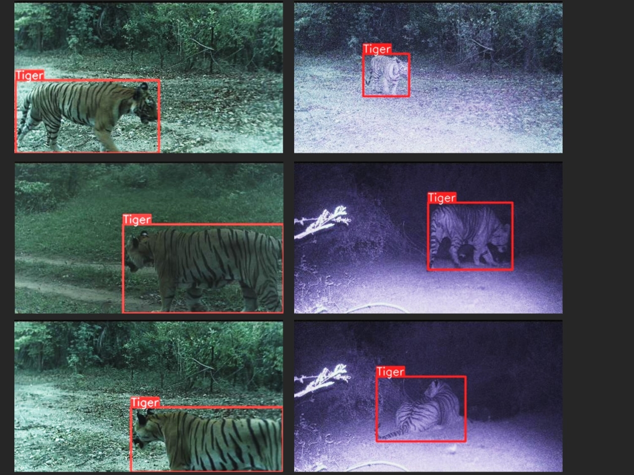 Breakthrough monitoring technology to save the world’s tigers | One Earth